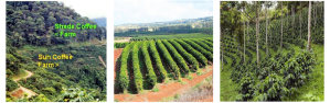 Daily Footprint, #8 – Coffee (Part 1, Shade Grown). – The Green Stars ...