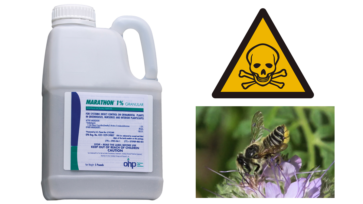 Neonics and bees – The Green Stars Project