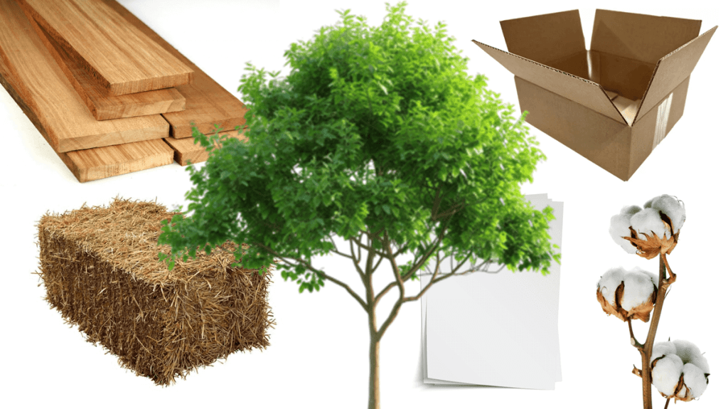 Why is cellulose so important? – The Green Stars Project